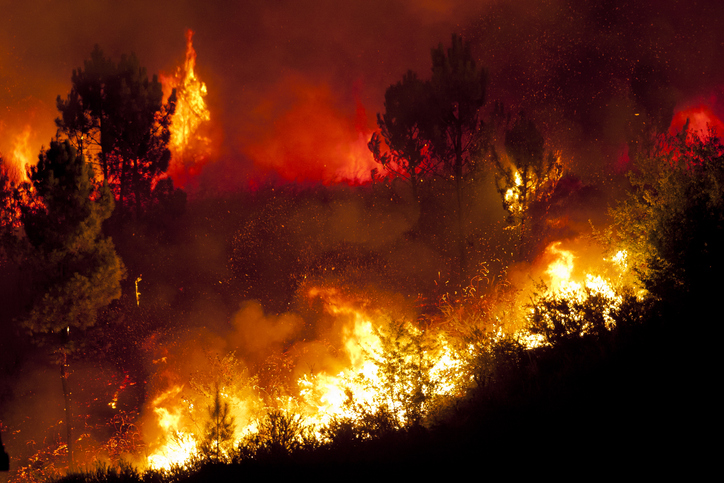 Gestión forestal y bioenergía: los mejores aliados frente al fuego en ...